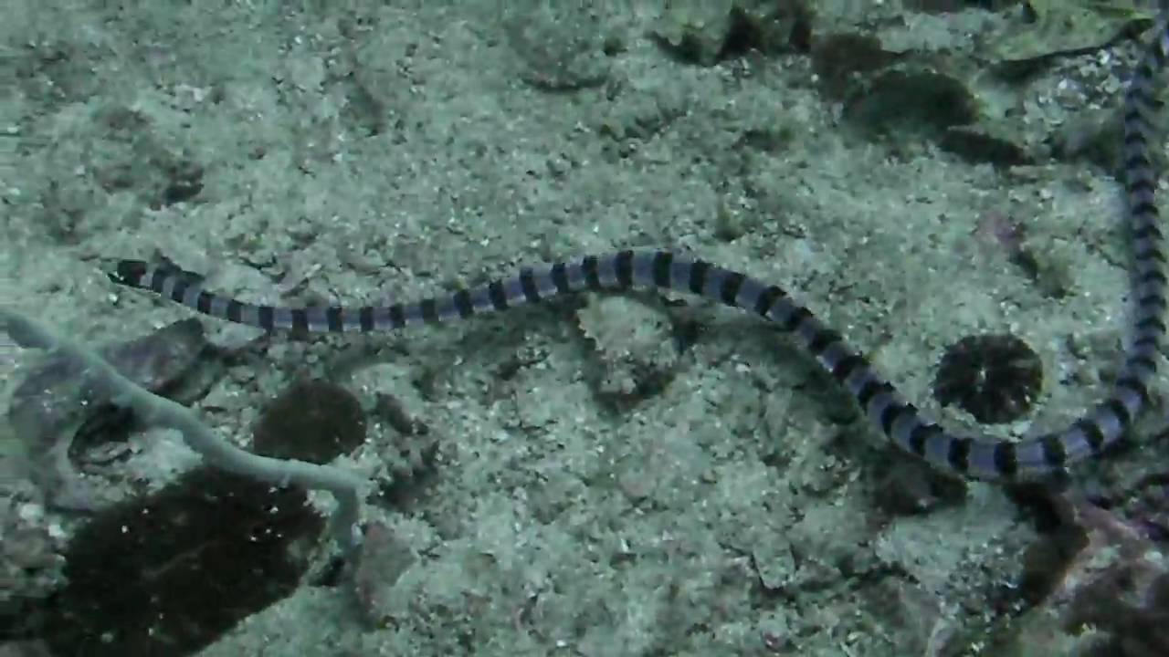 deadly sea snake hunting high quality - YouTube