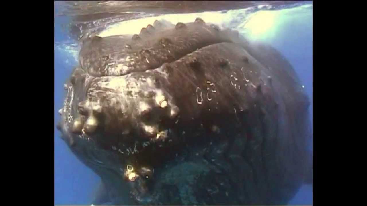 Whales of Comoros, Moidjio Chindini 2013 - YouTube
