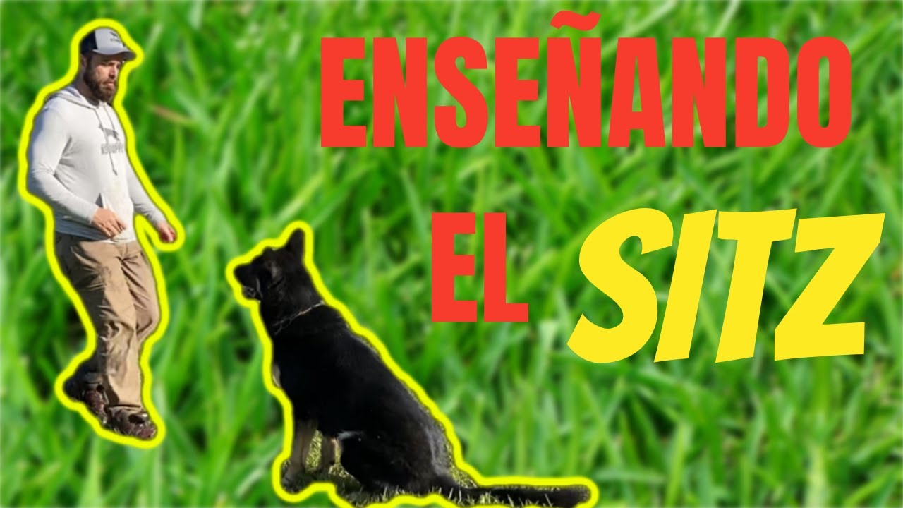 Enseñando el Sentado (Sitz) Sobre la Marcha - YouTube