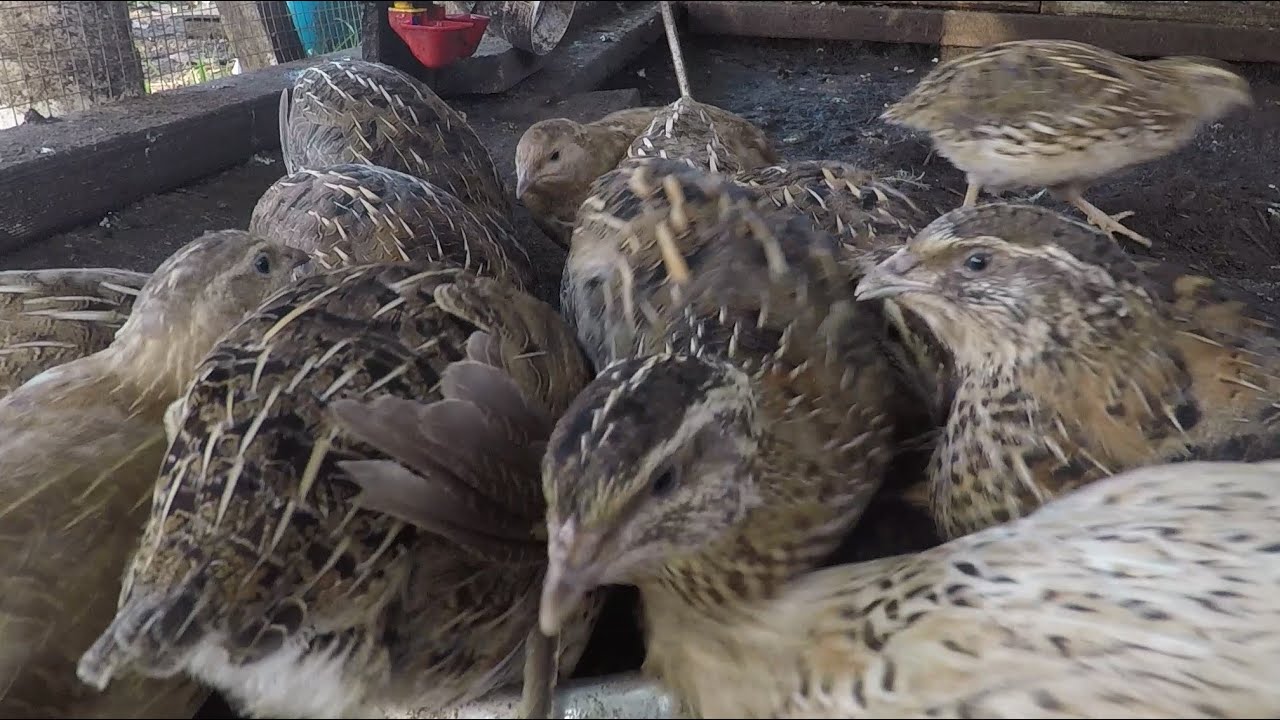 Angry quail - YouTube