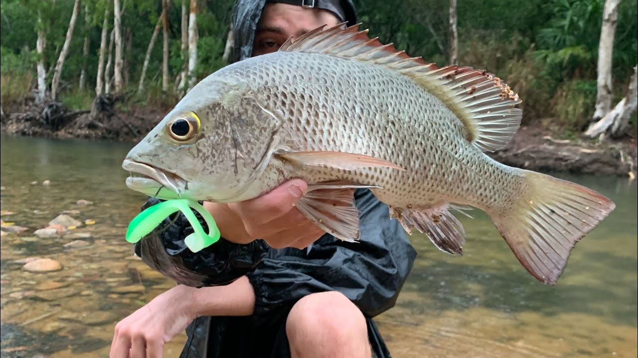 Freshwater mangrove jack fishing far North Queensland - YouTube