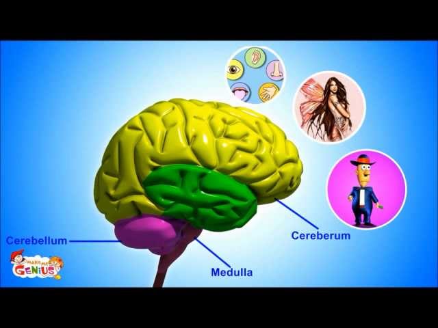 Human Brain Parts For Kids Fun Human Brain Facts For Kids