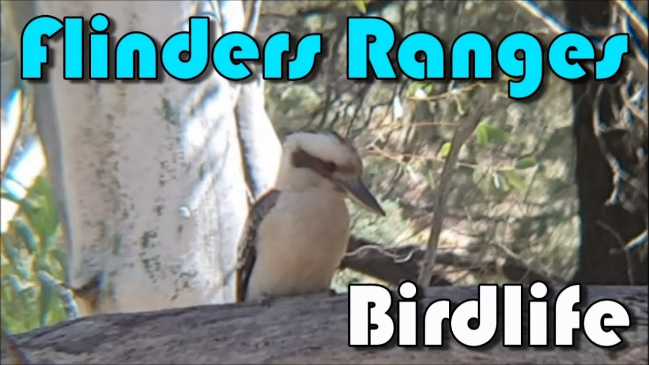 Flinders Ranges Birdlife - YouTube