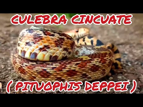 LA MISTERIOSA CULEBRA CINCUATE ( PITUOPHIS DEPPEI ) - YouTube