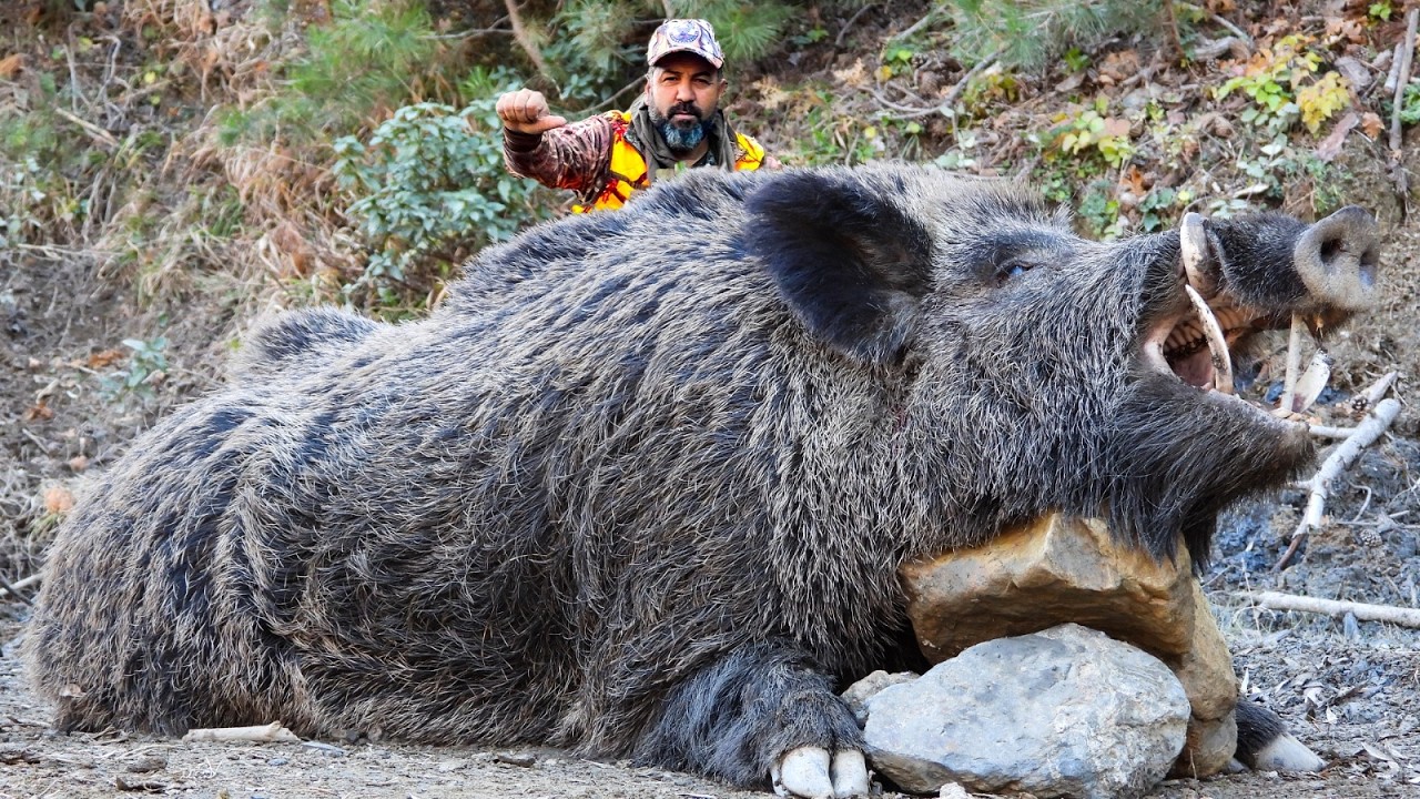 Ultimate Wild Boar Hunting Adventures, Amazing Rifle Shots, Best Scenes ...