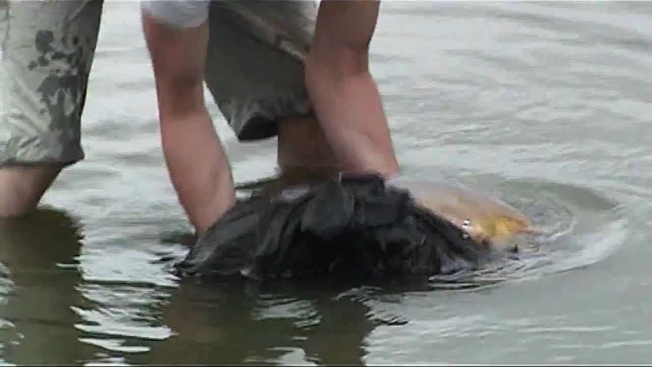 Łowisko Rybowo. Zarybienie II. - YouTube