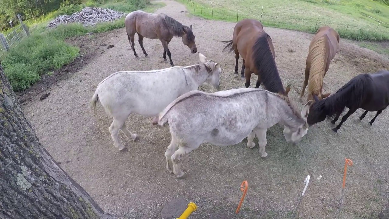 Establishing the pecking order. - YouTube