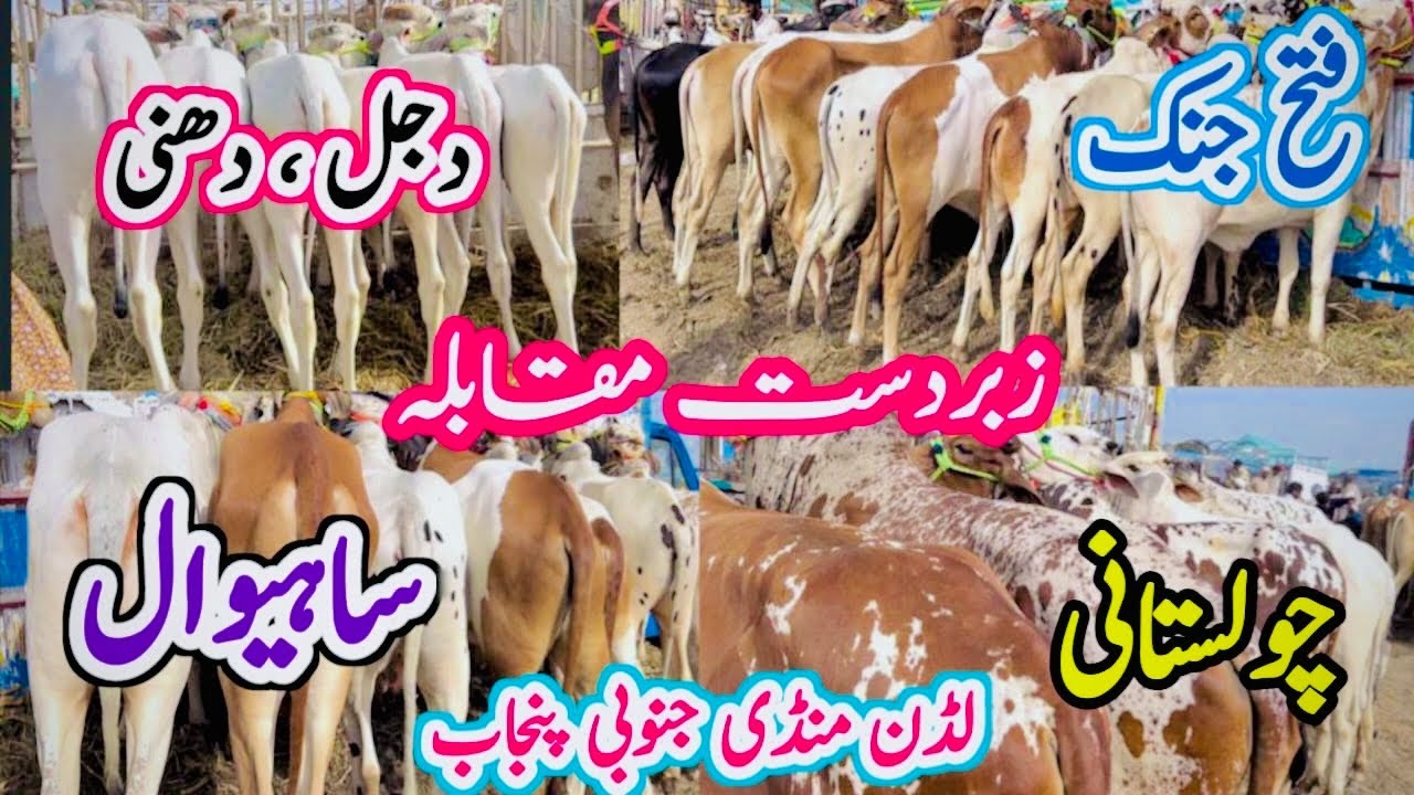Luddan Cow Mandi || Bachra Mandi Luddan | Sahiwal Cholistani Dhajl ...
