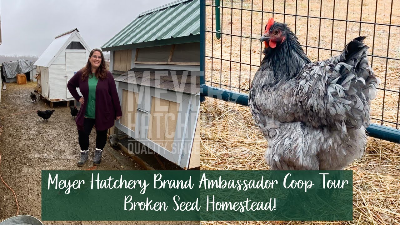 Meyer Hatchery Brand Ambassador Coop Tour - Broken Seed Homestead ...