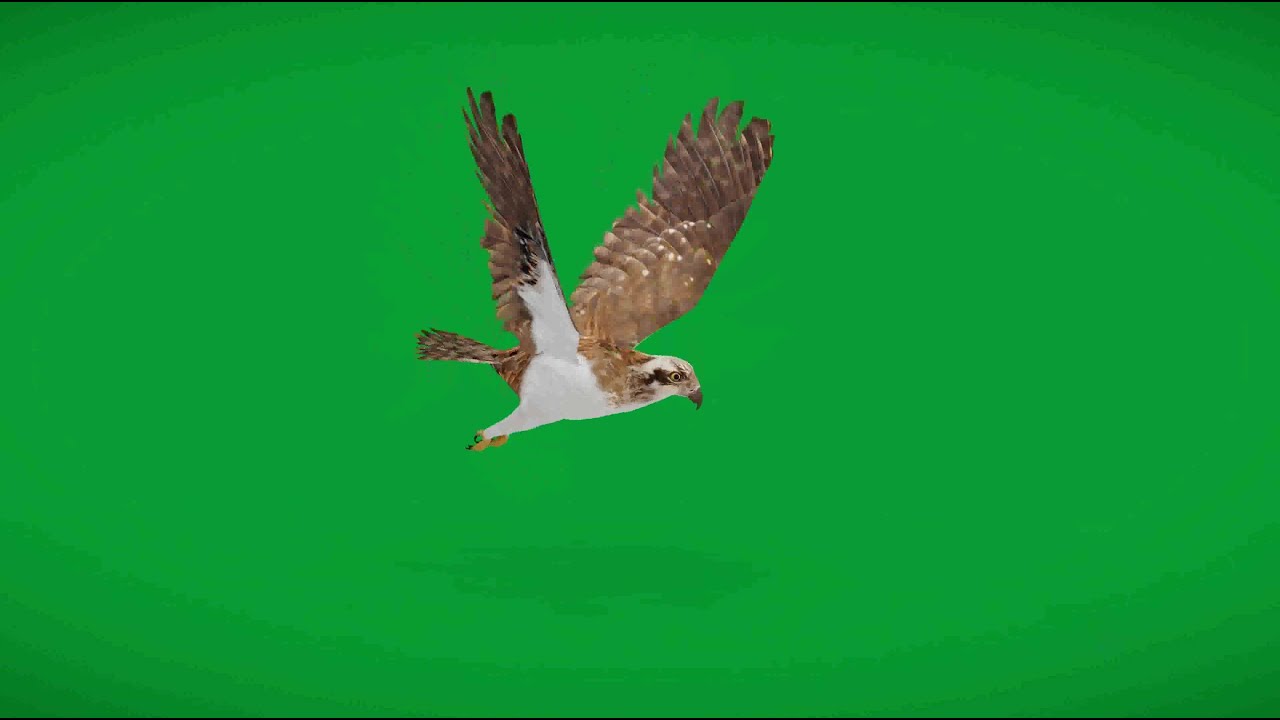 Osprey Sea Hawk Bird - YouTube