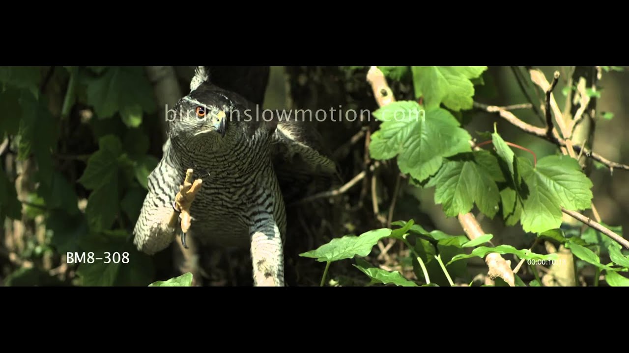 Goshawk Slow Motion Flying through tree Shot on Phantom HD Gold - YouTube
