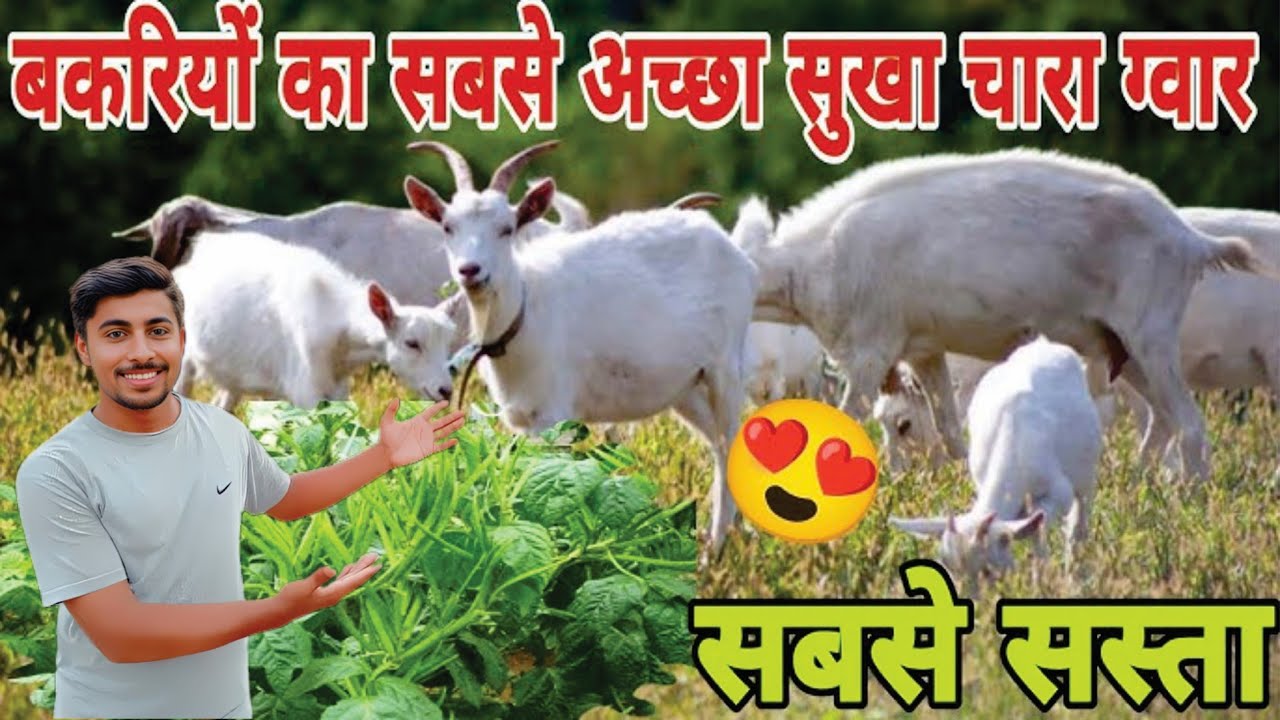 Goats are All Good Fodder | Benefits of Feeding Goats Quality Feed ...