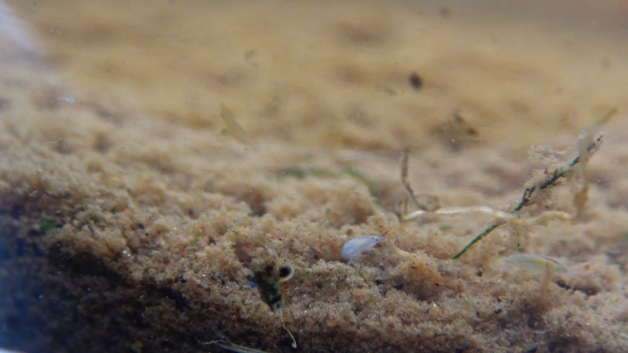 BLUE Gammarus - Developing a new ornamental strain for freshwater ...