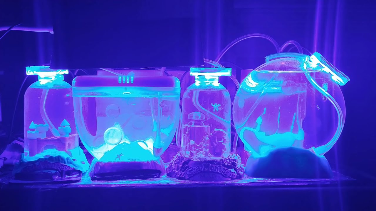 Toothless's Sea Monkey Farm [01] - YouTube