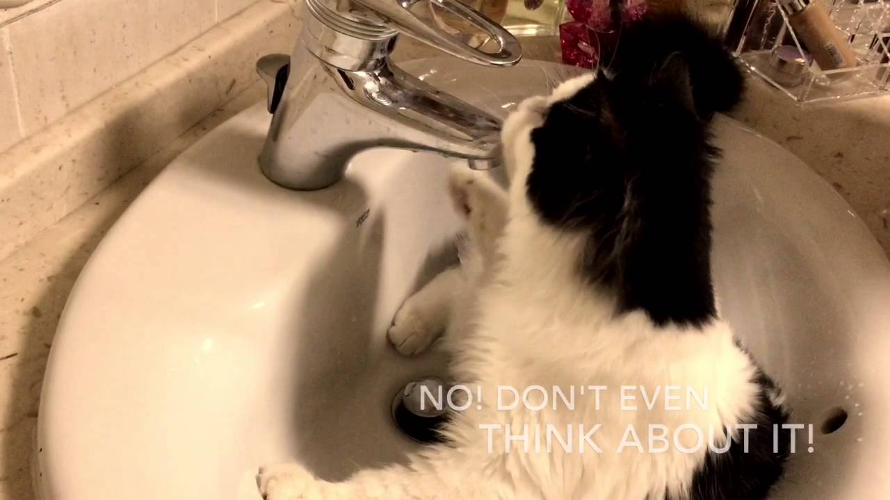 Furry Cat Returns To Nap - YouTube
