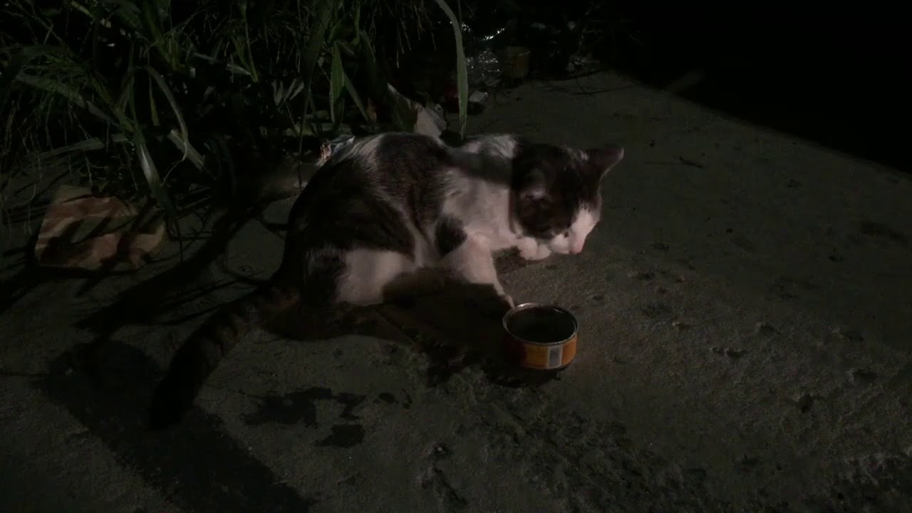 Stray cat strut - YouTube