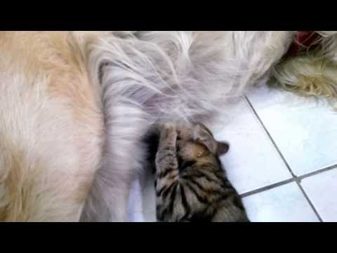 KÖPEĞİN ANNE ŞEFKATİ
