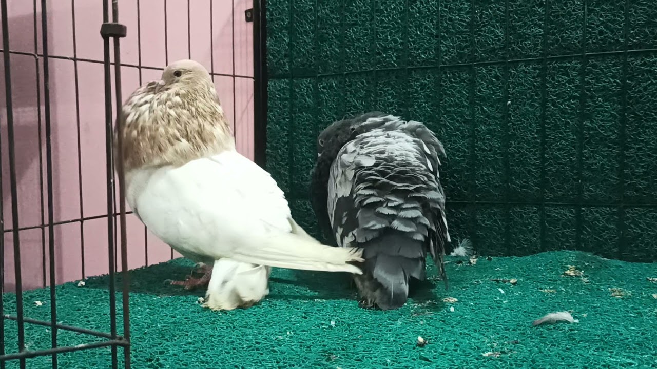 Marchenero. Bluebar male, Almond female. Spanish pouter. pigeon. Pichon ...