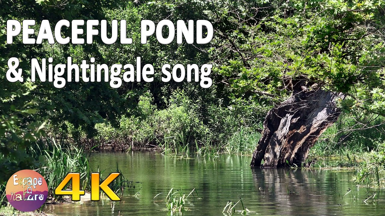 4K Small peaceful pond in the forest - Nightingale and other local ...