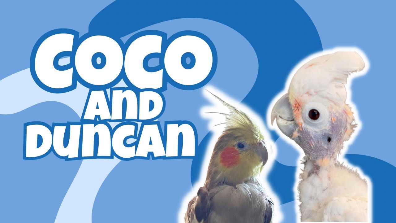 Coco Cockatoo Shows Off For Duncan Cockatiel ~ Friends? 🤔 - YouTube