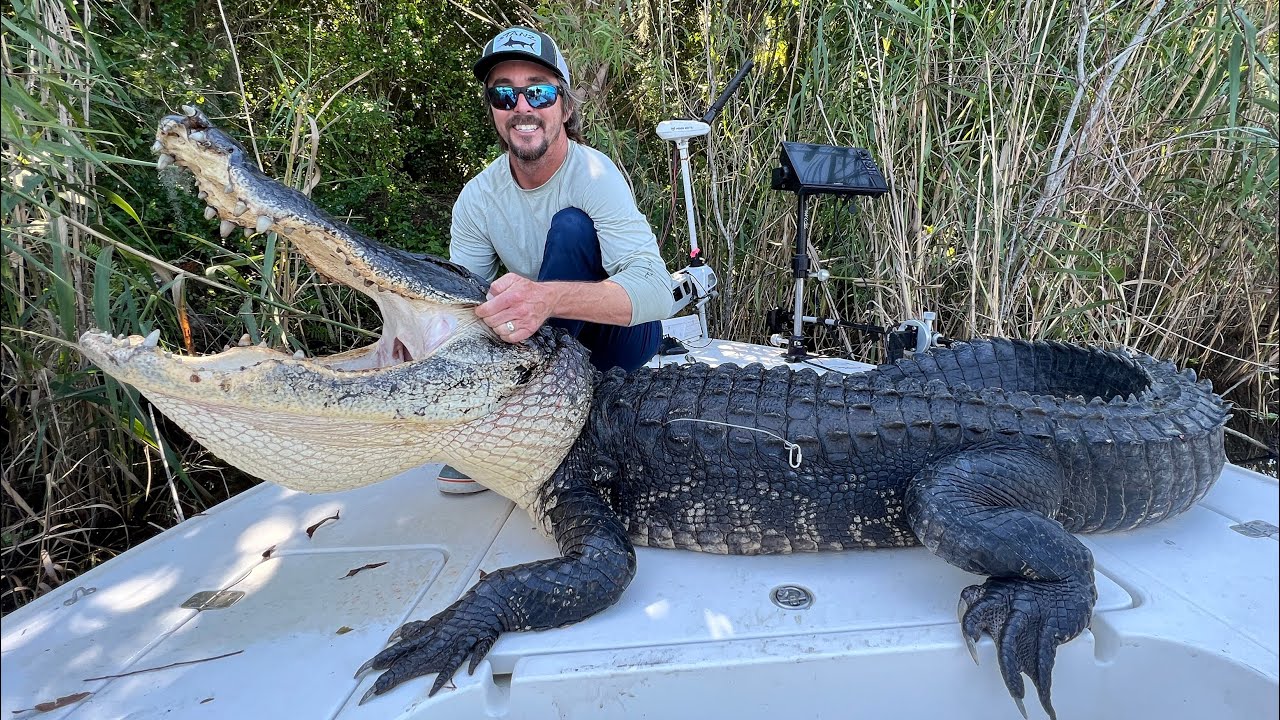 Gator BITES Boat! 2 days hunting Alligator on Lake Okeechobee! Catch ...