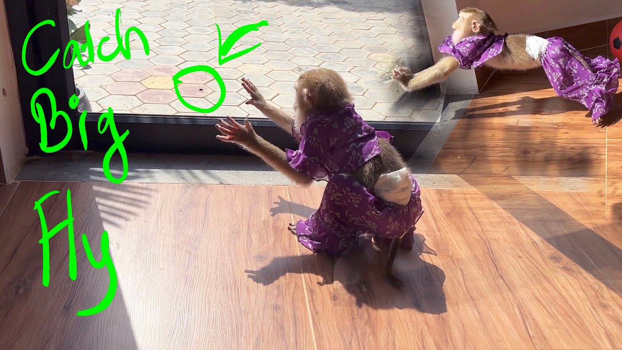 Jaila’s First Genius Talent Catching Big Fly Around Her - YouTube