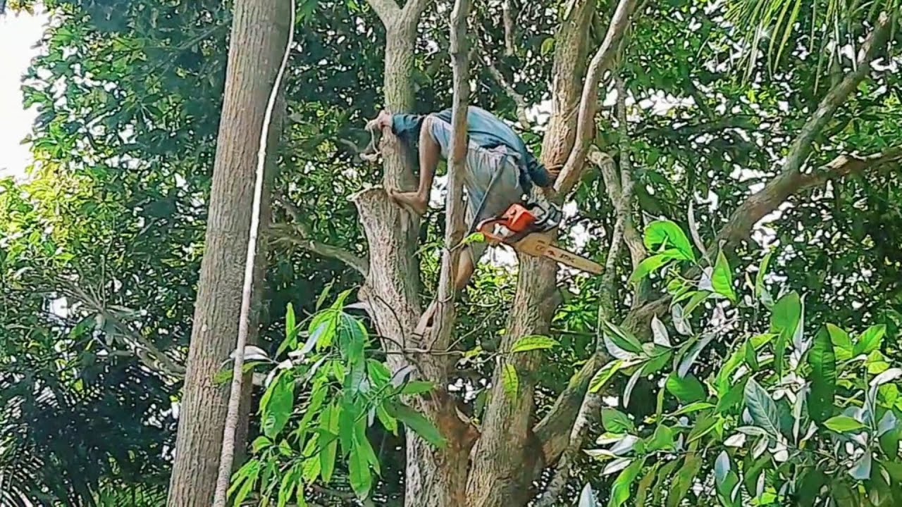 Cưa Cây Sao Gần Cây Xoài Siêu To / Sawing Star Tree Near Super Big ...
