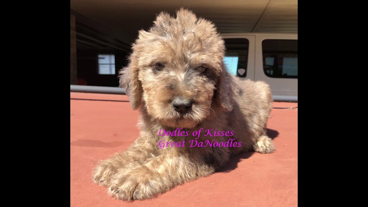 F2 Great DaNoodle Pups - YouTube