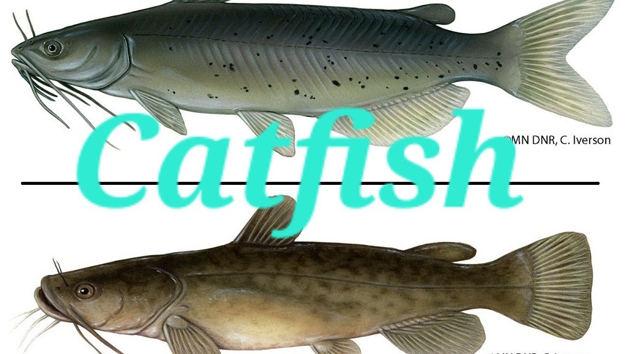 Ira, Gloria, a monkey, life flights, theft, fraud, lies and lessons ...