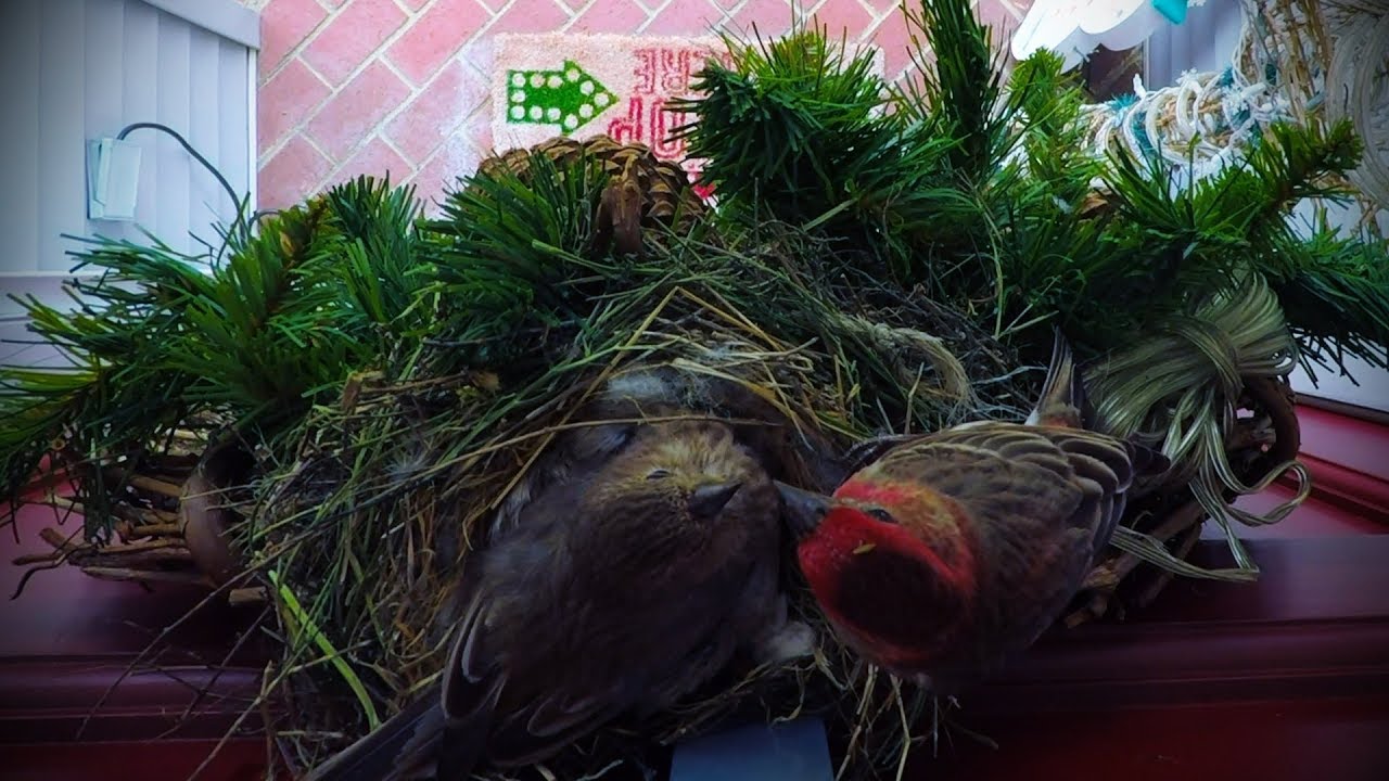 House Finch Bird Nest on Our Front Door.. Day 13 - YouTube