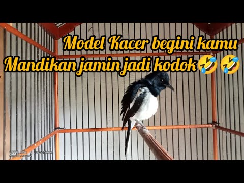 CIRI CIRI KACER RAWATAN TANPA MANDI