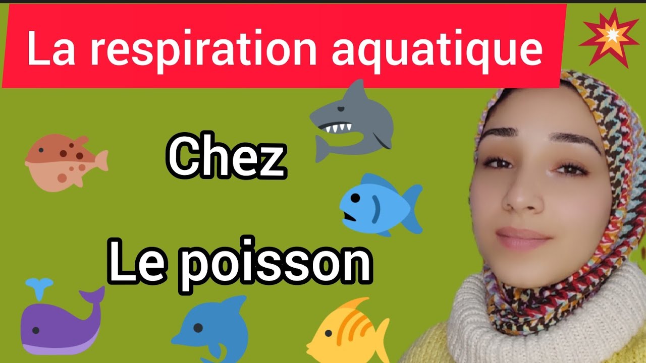 la respiration dans le milieu aquatique (chez le poisson) - YouTube
