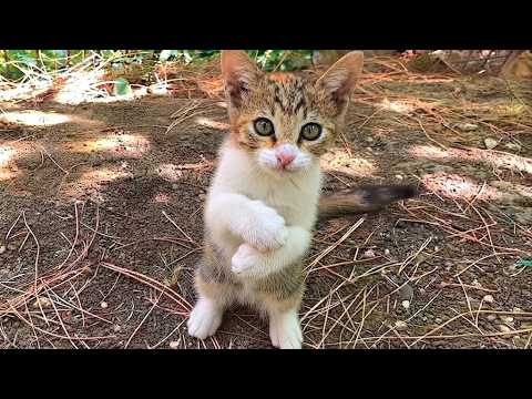 Tüy Peşinde Koşup Havaya Zıplayan Dünyanın En Sevimli Yavru Kedisi ❤️🐾