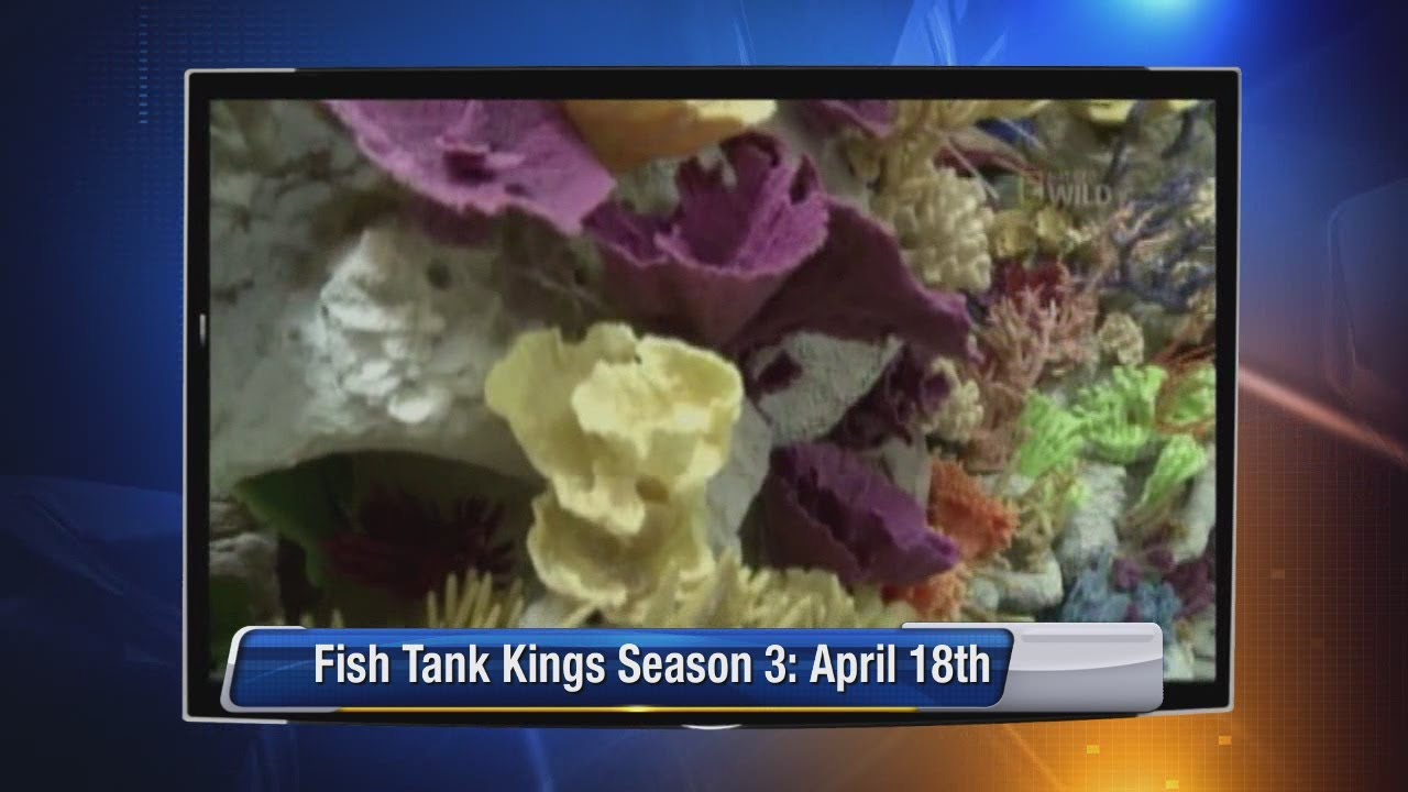 Fish Tank Kings pt. 1 - YouTube