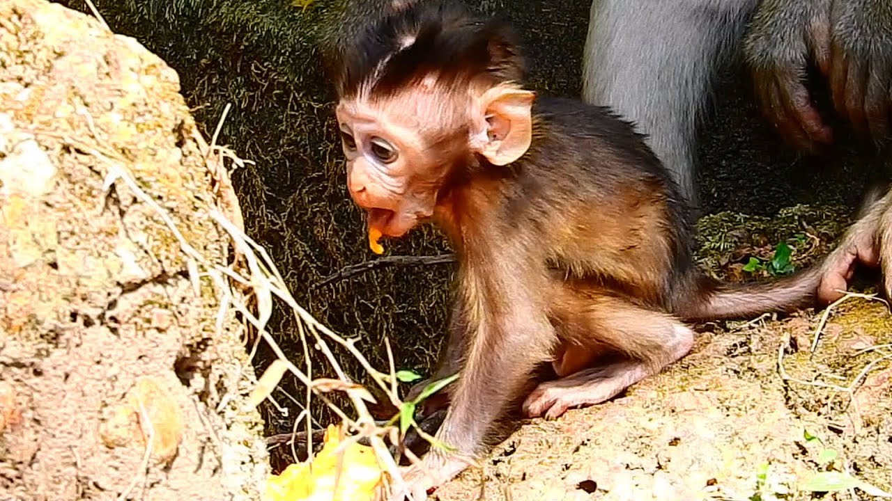 Becuse his mom lack of milk, baby monkey Kenzo pick up left-mango on ...