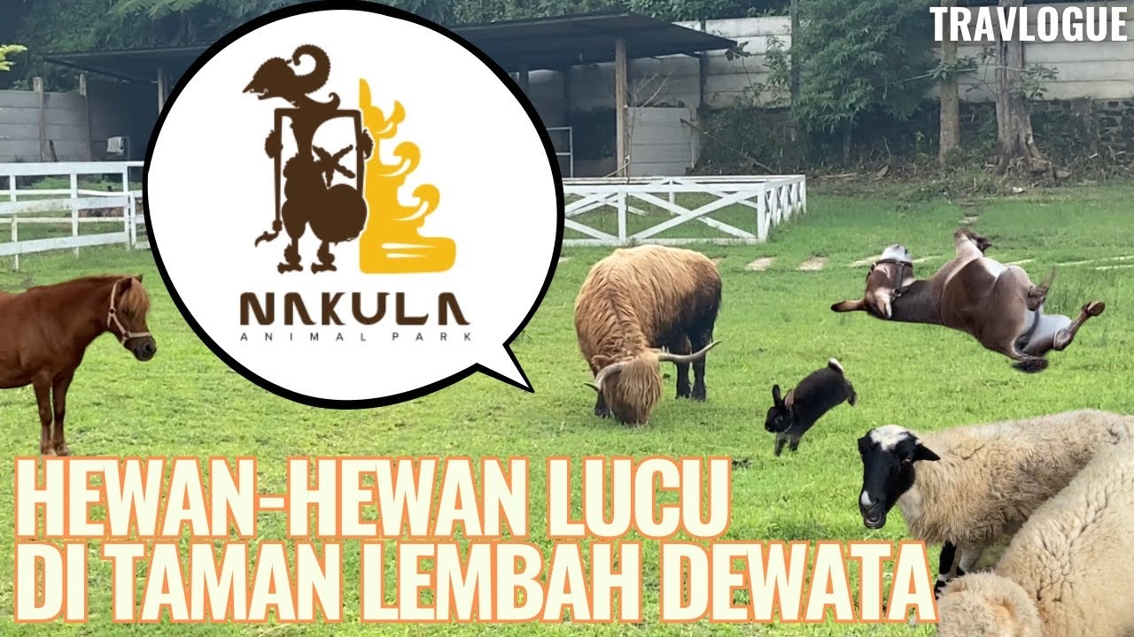 Nakula Animal Park - Ada Yak dan Hewan Unik Lainnya di Taman Lembah ...