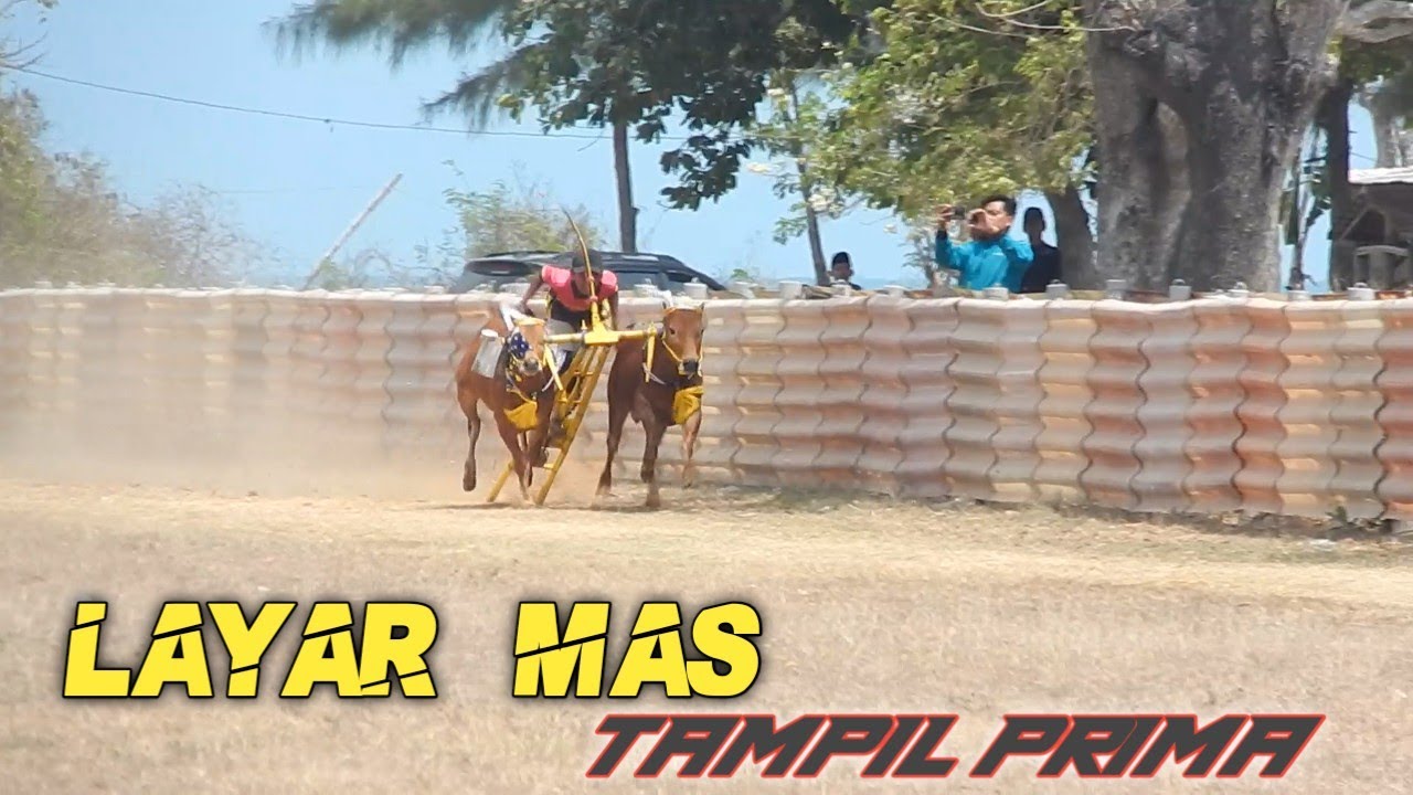 Latihan Kerapan Sapi Layar Mas Tampil Prima - YouTube