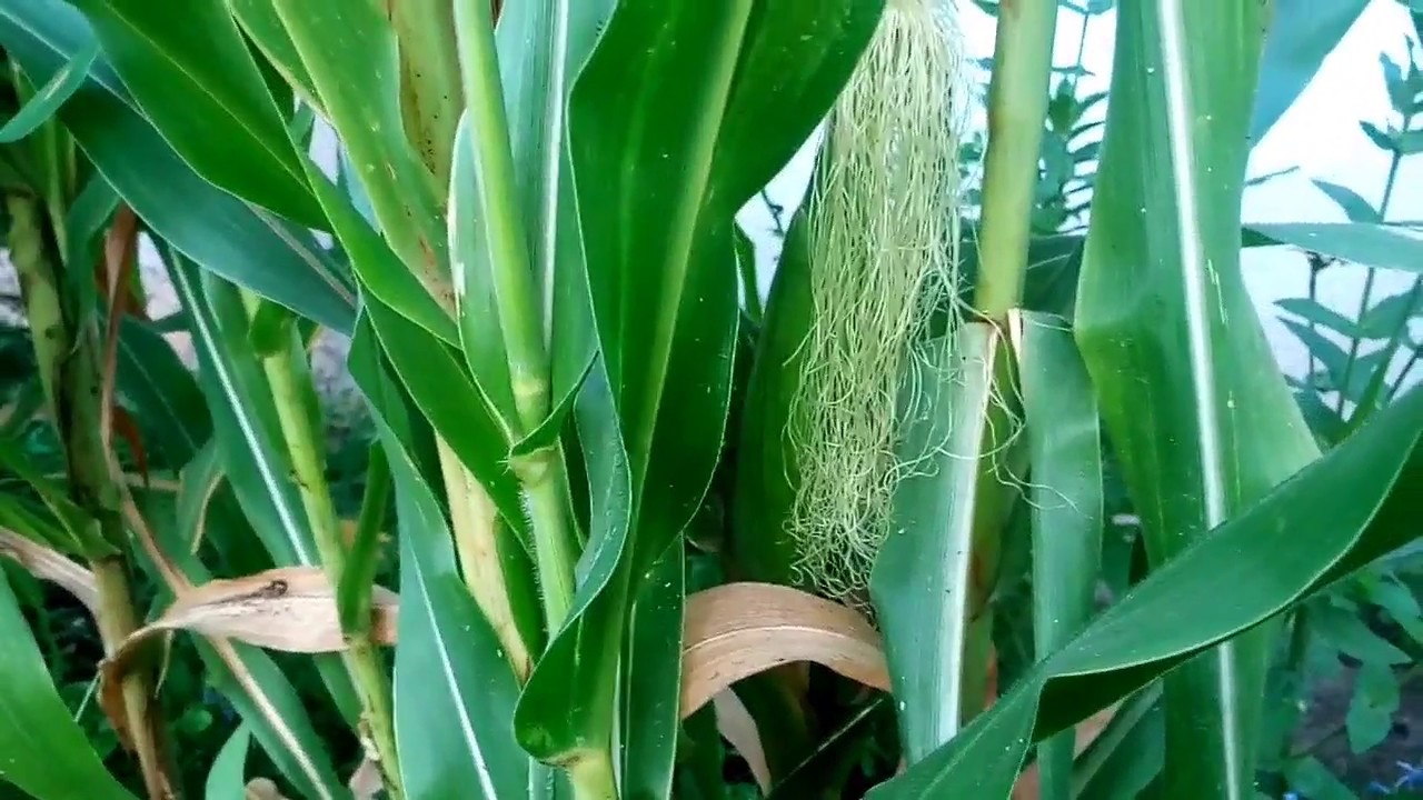 milpa elotes ,mazorcas ,maiz ,jilote ,muñeca - YouTube