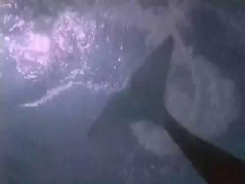 Microsoft Dangerous Creatures CD-ROM (1994) - Killer whale - YouTube