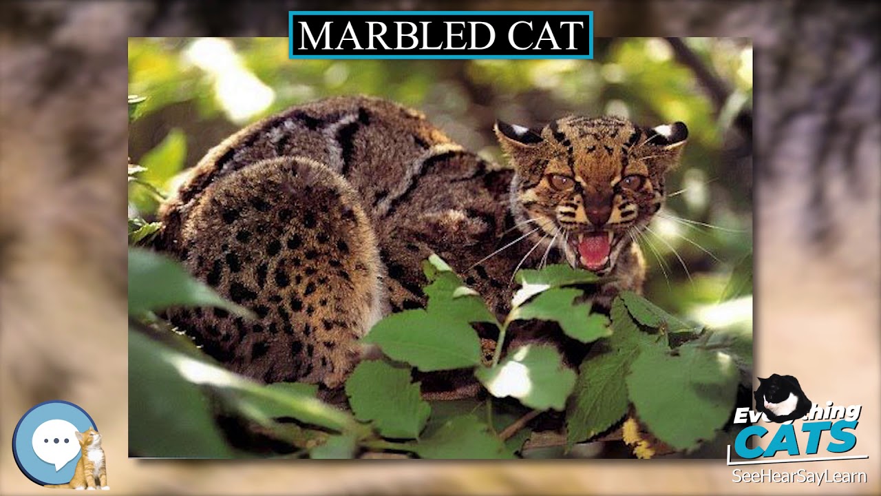 Marbled cat 🐱🦁🐯 EVERYTHING CATS 🐯🦁🐱 - YouTube