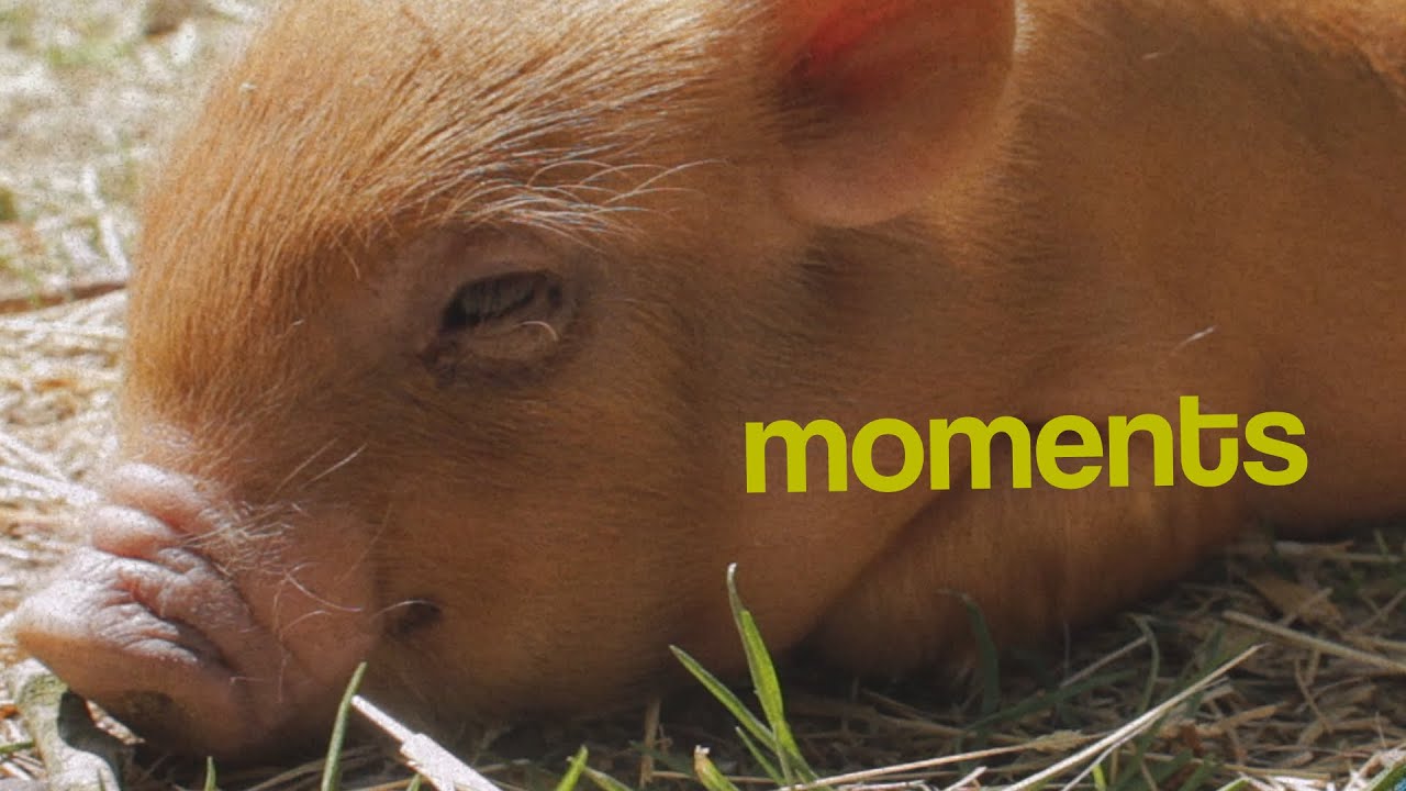 Moments at Happy Pants Animal Ranch - YouTube