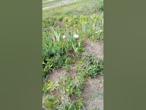 Роза і гусенята - YouTube