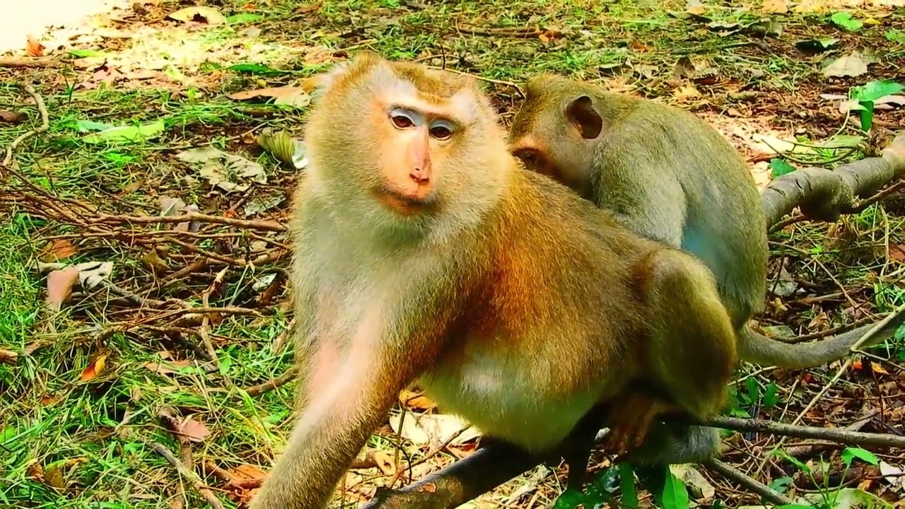 O-M-G ??? Monkey zzZzz , cute baby monkey #123 - YouTube