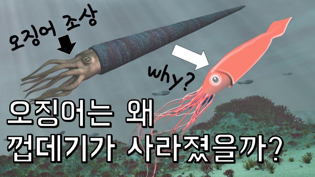 오징어의 껍데기는 왜 사라졌을까 Feat 두족류 Youtube