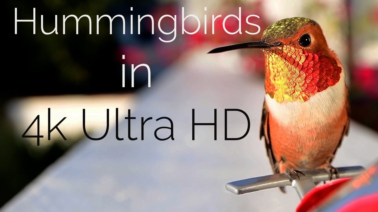 Hummingbird Video in 4k Ultra HD - YouTube