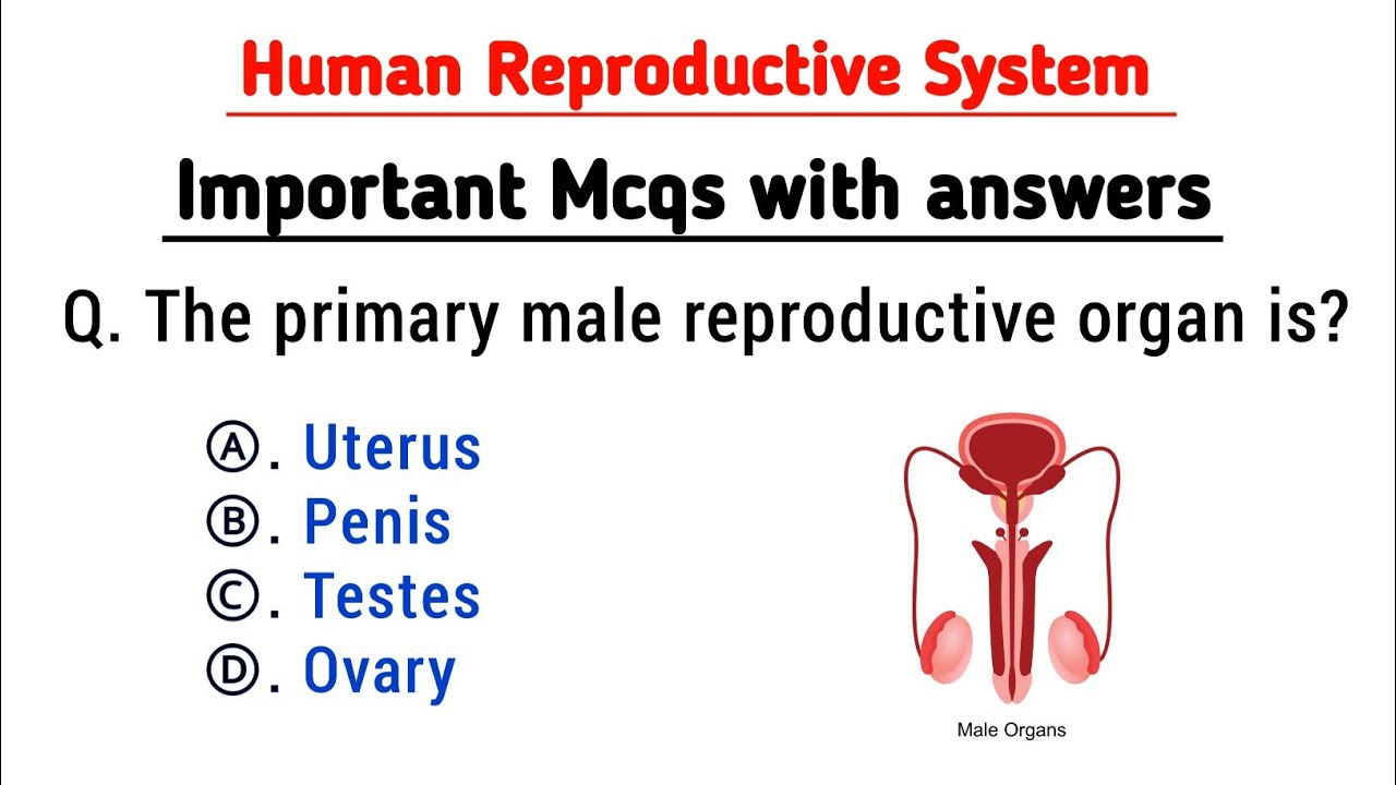 Reproductive System MCQ | human reproductive system mcqs - YouTube