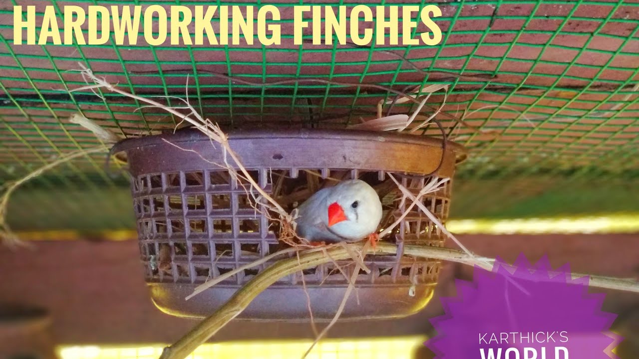 Finches building nest | Hardworking Finches| Karthick's Aviary - YouTube