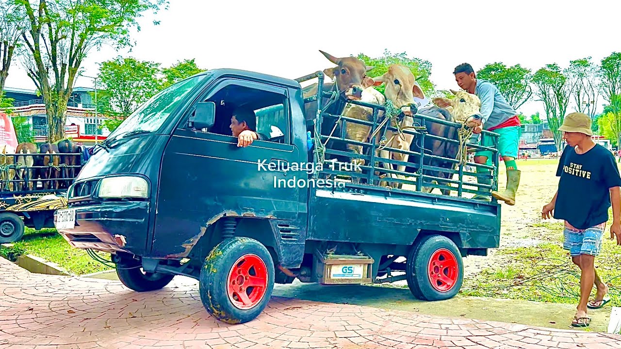 Wow ada Truk Muatan Sapi Kurban, Mobil Pick up muat sapi Cows are being ...