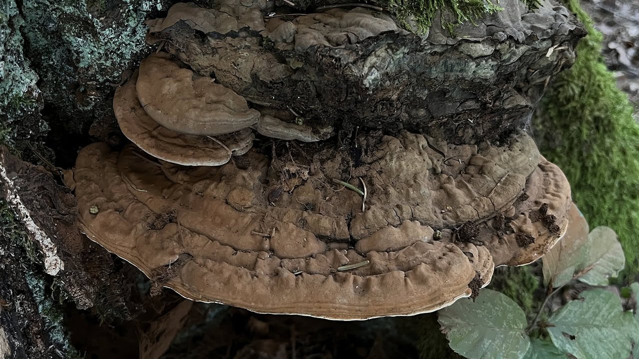 4K Ganoderma applanatum Mushroom Identification - YouTube