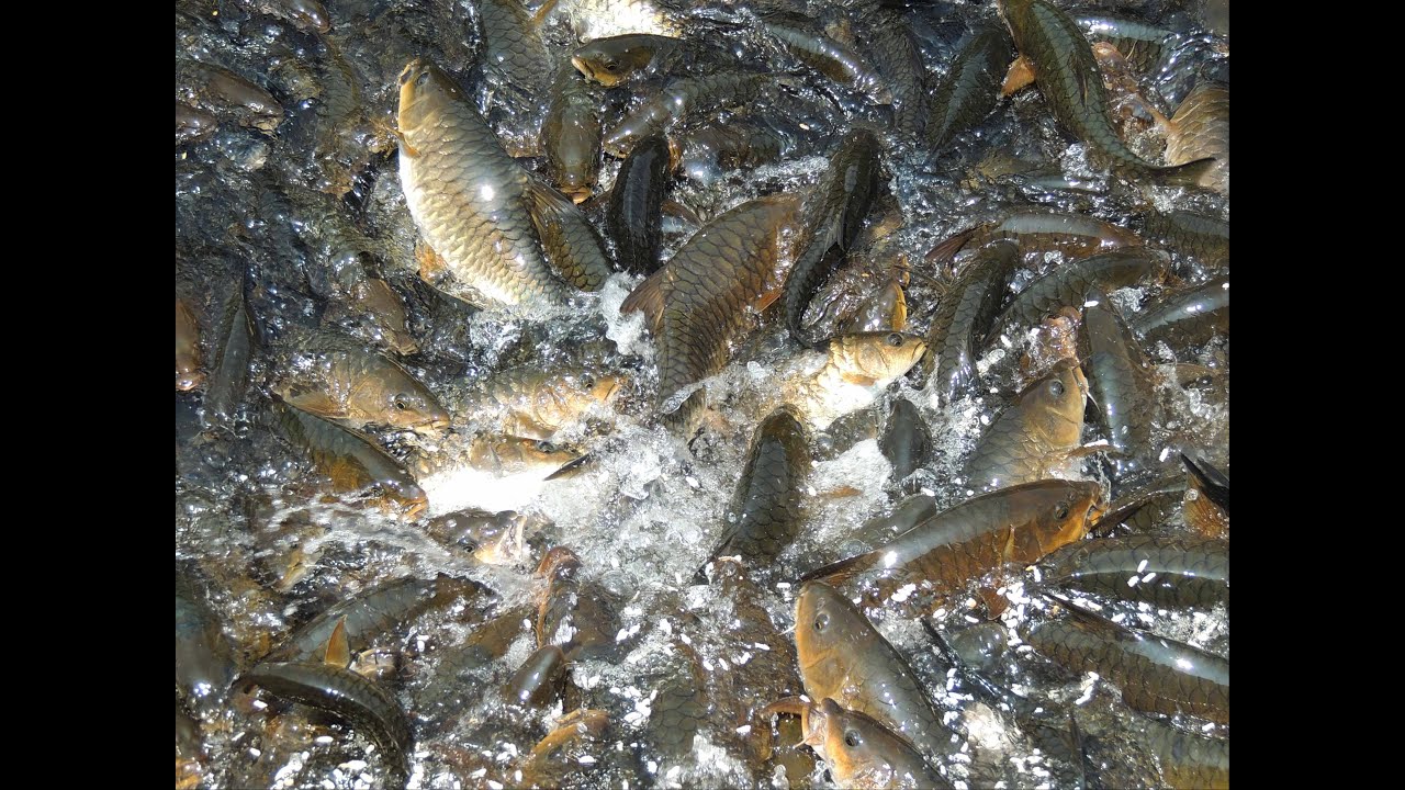 Feeding Holy Fish - Shri Shishileshwara Temple of Shishila - YouTube